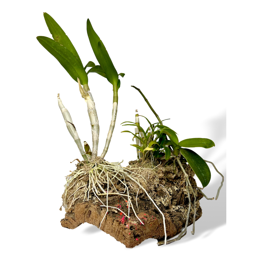 【SOLD OUT】REGENERATE FLOWER by The Healthinians / SITTING ORCHID ...