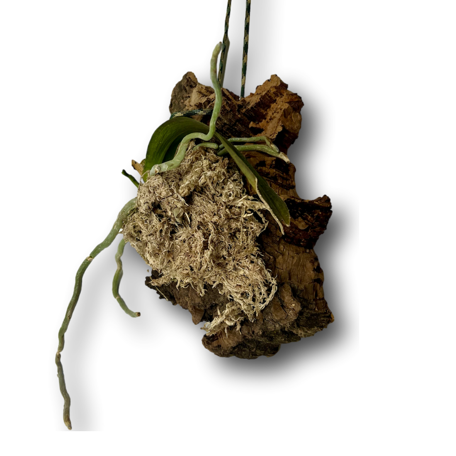 【SOLD OUT】REGENERATE FLOWER by The Healthinians / FLYING ORCHID ...